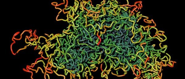 Structura reală a unui cromozom nu este un "X " ⋆ ZiarMedical.ro